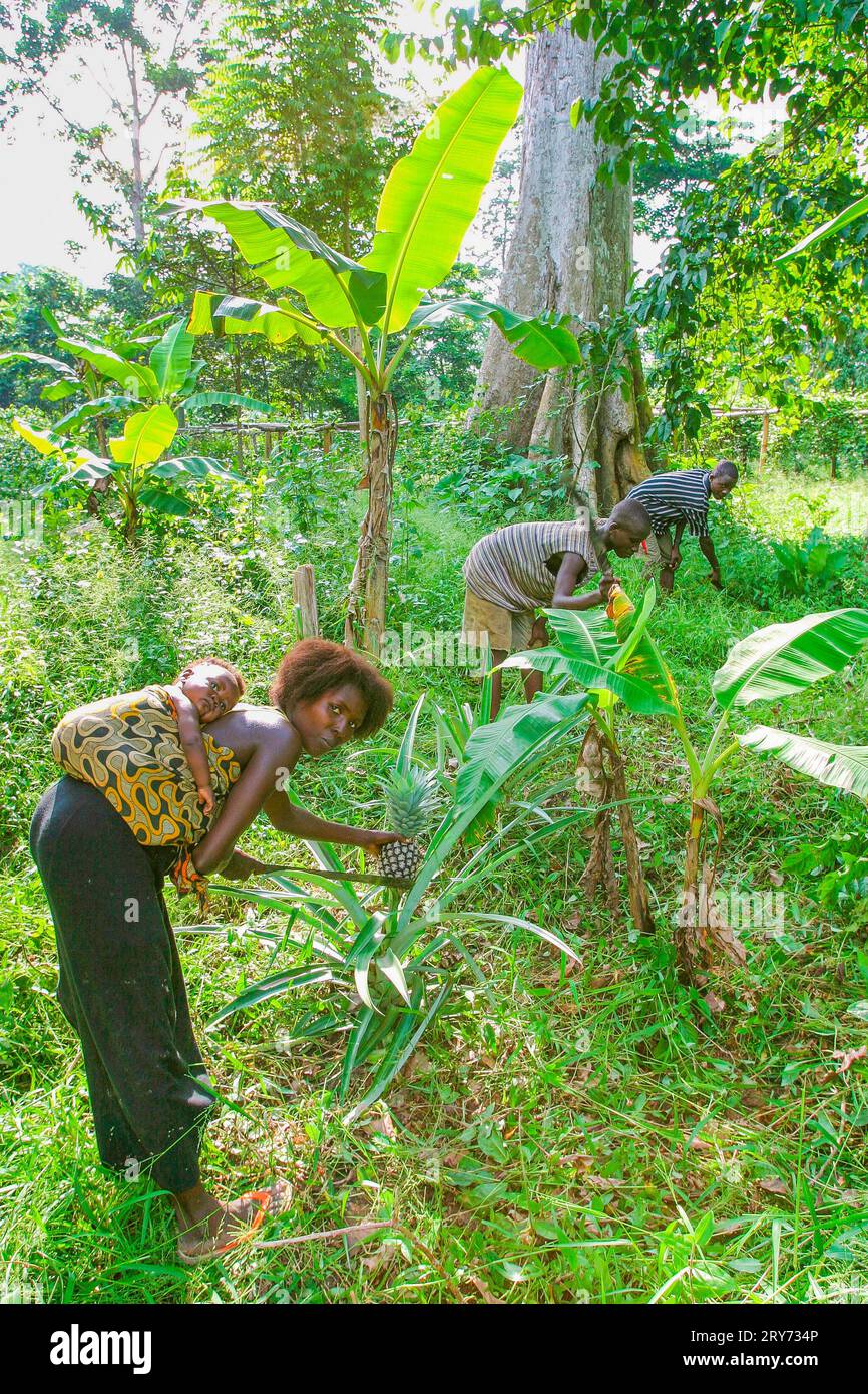 Ghana, Samreboi. Agroforestry: Agriculture in rainforest. Mother with ...