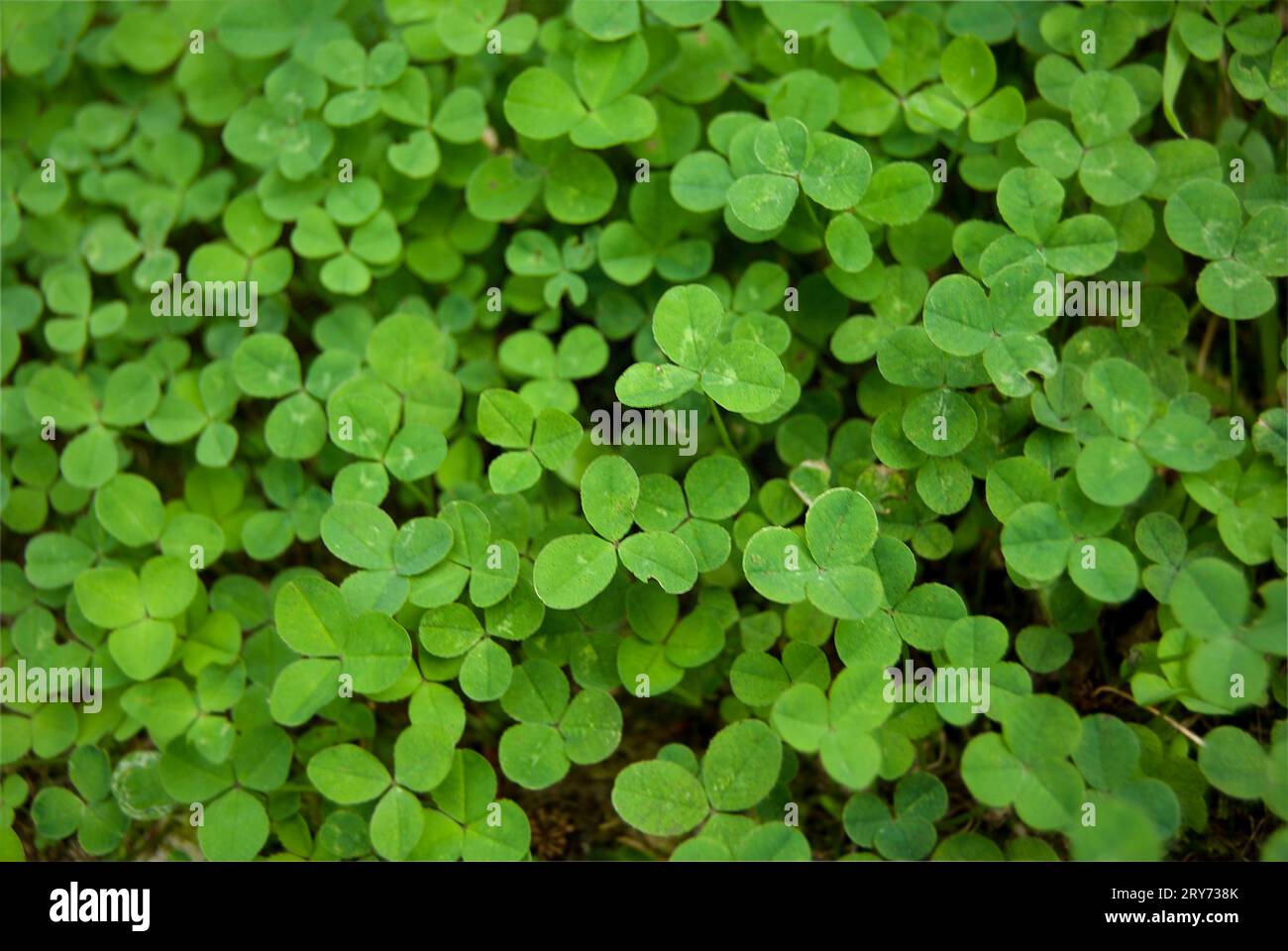 A cluster of Clovers Stock Photo - Alamy