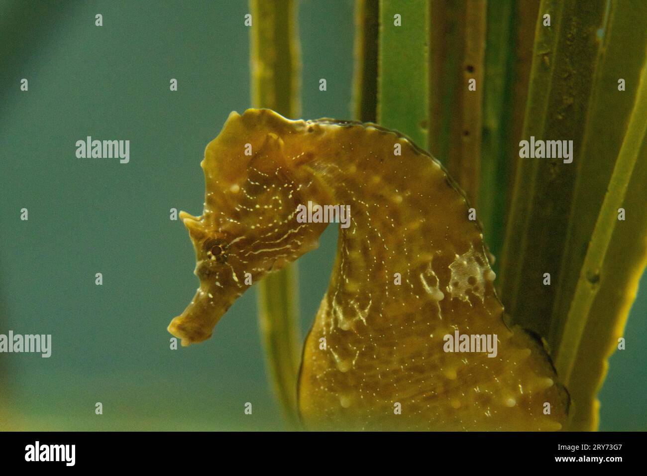 short snouted seahorse in aquarium Stock Photo - Alamy
