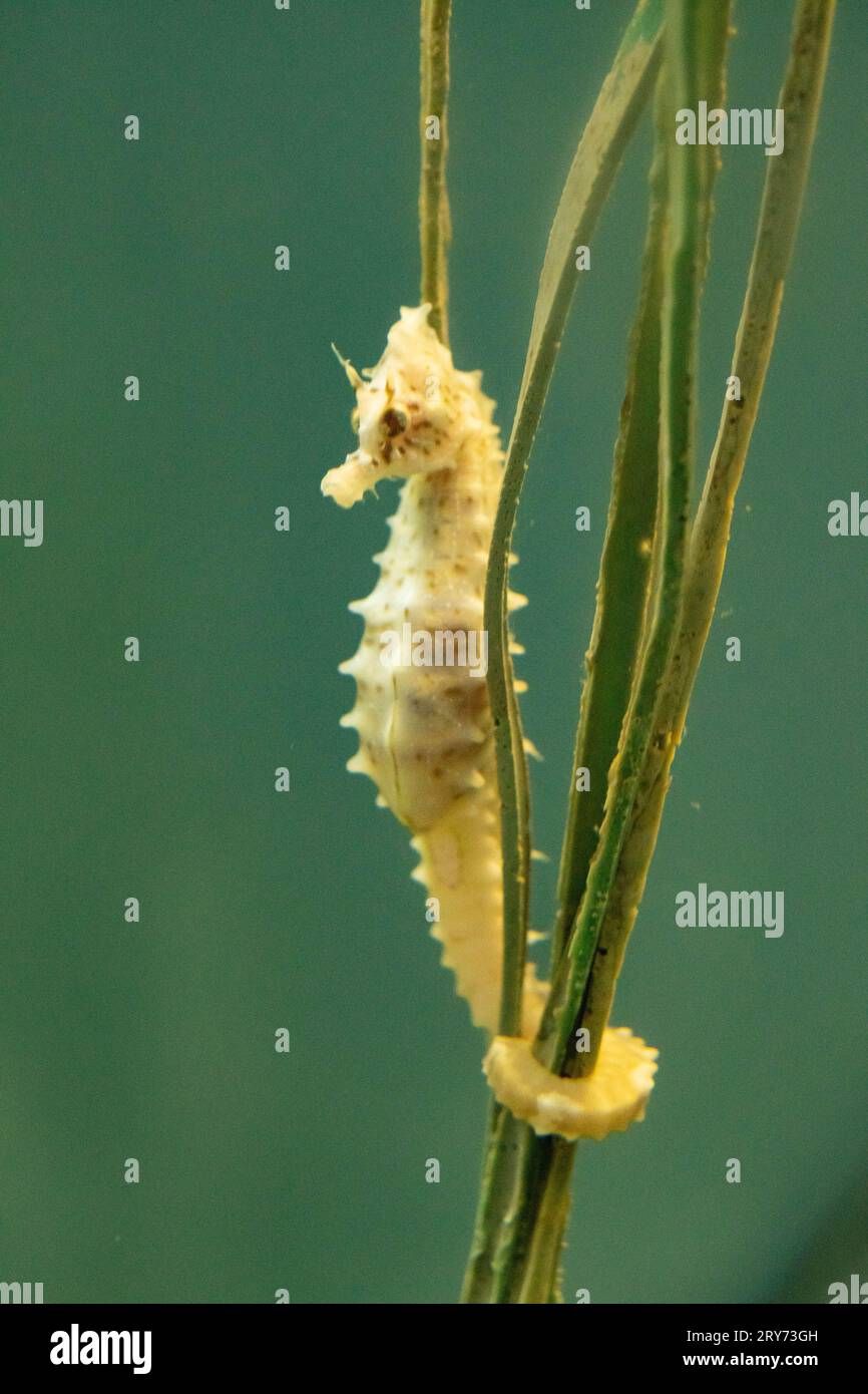 short snouted seahorse in aquarium Stock Photo - Alamy