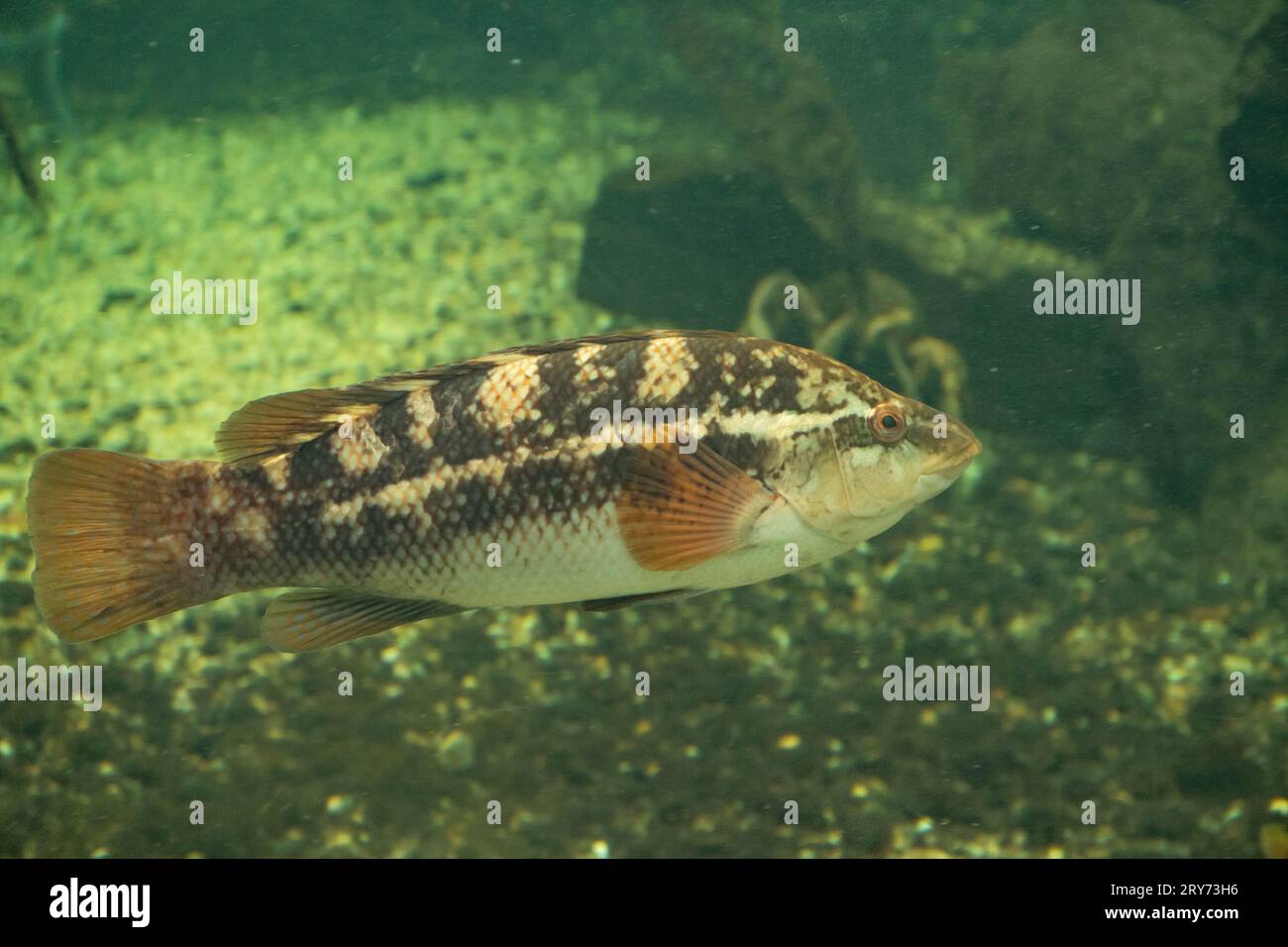 Ballan wrasse fish hi-res stock photography and images - Alamy