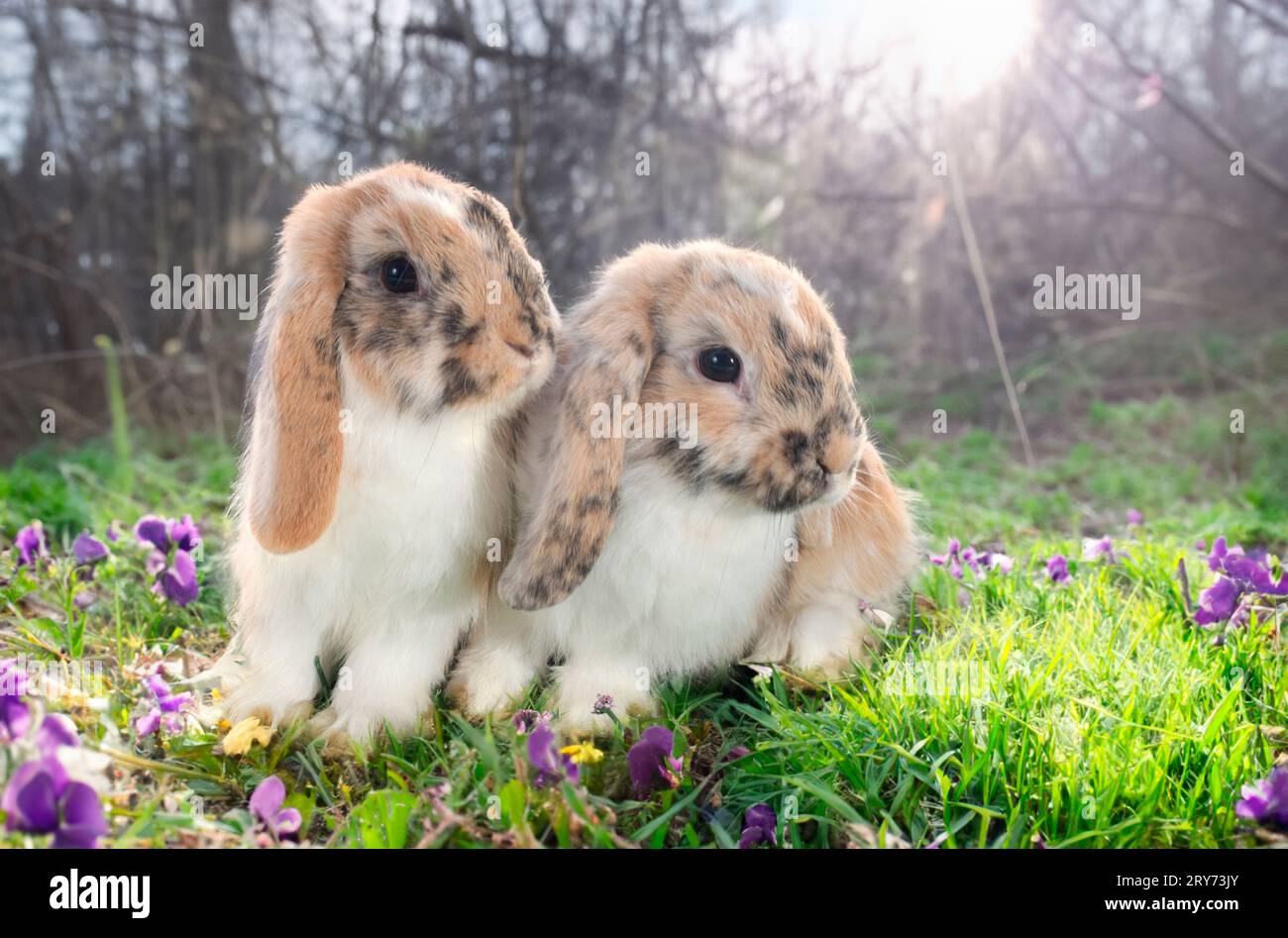 Lop rabbits hi-res stock photography and images - Alamy