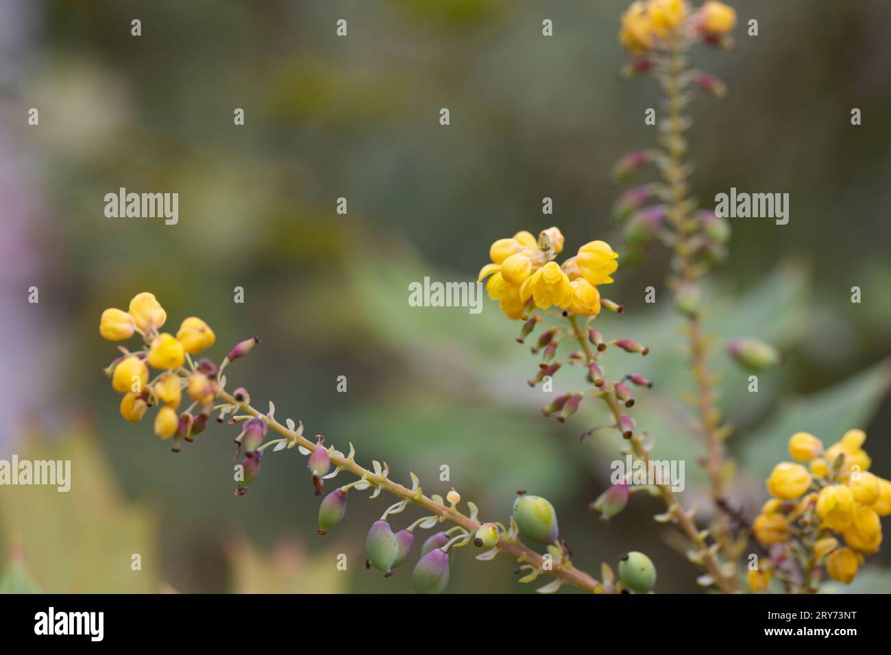 Yellow bright flowers of mahonia (Mah nia aquif lium). Shrub mahonia of ...