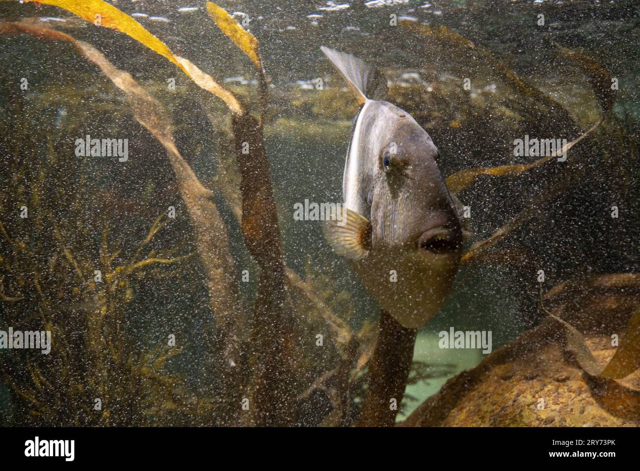Grey triggerfish hi-res stock photography and images - Alamy
