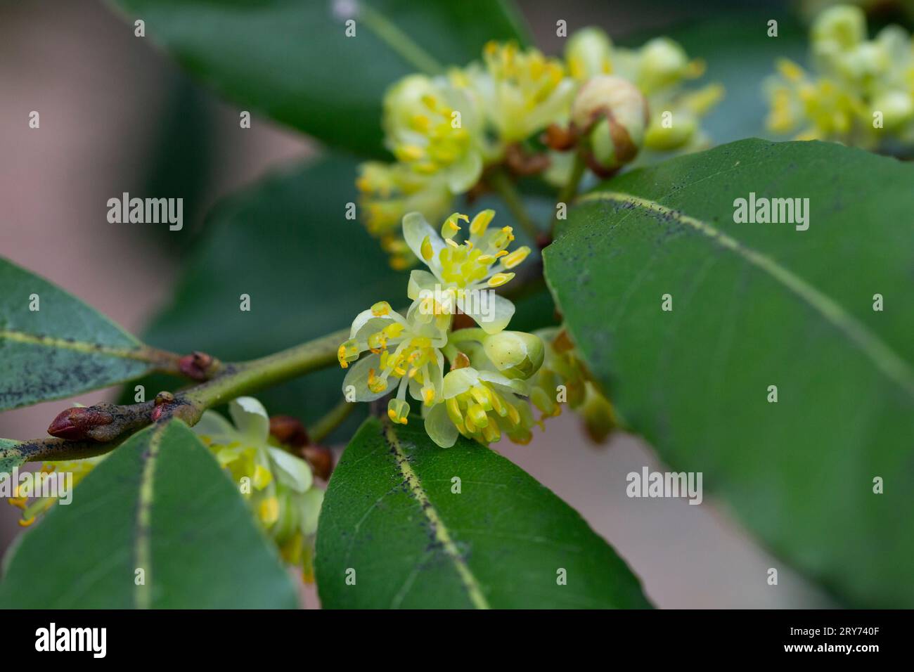 Laurus nobilis azorica hi-res stock photography and images - Alamy