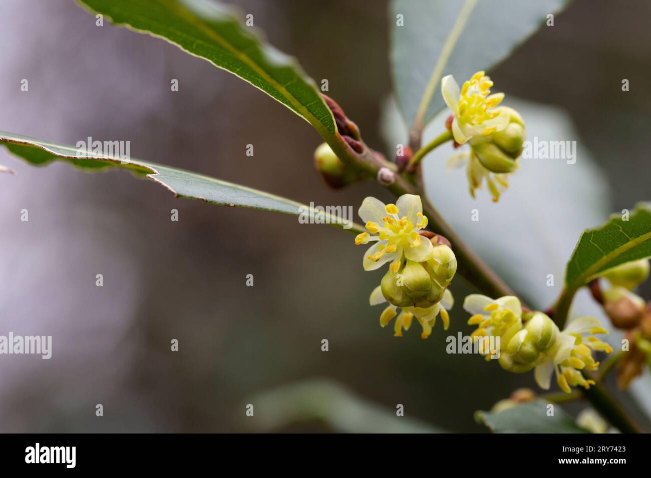 Blossom of Laurus nobilis plant, Laurus azorica, aromatic and medicinal ...