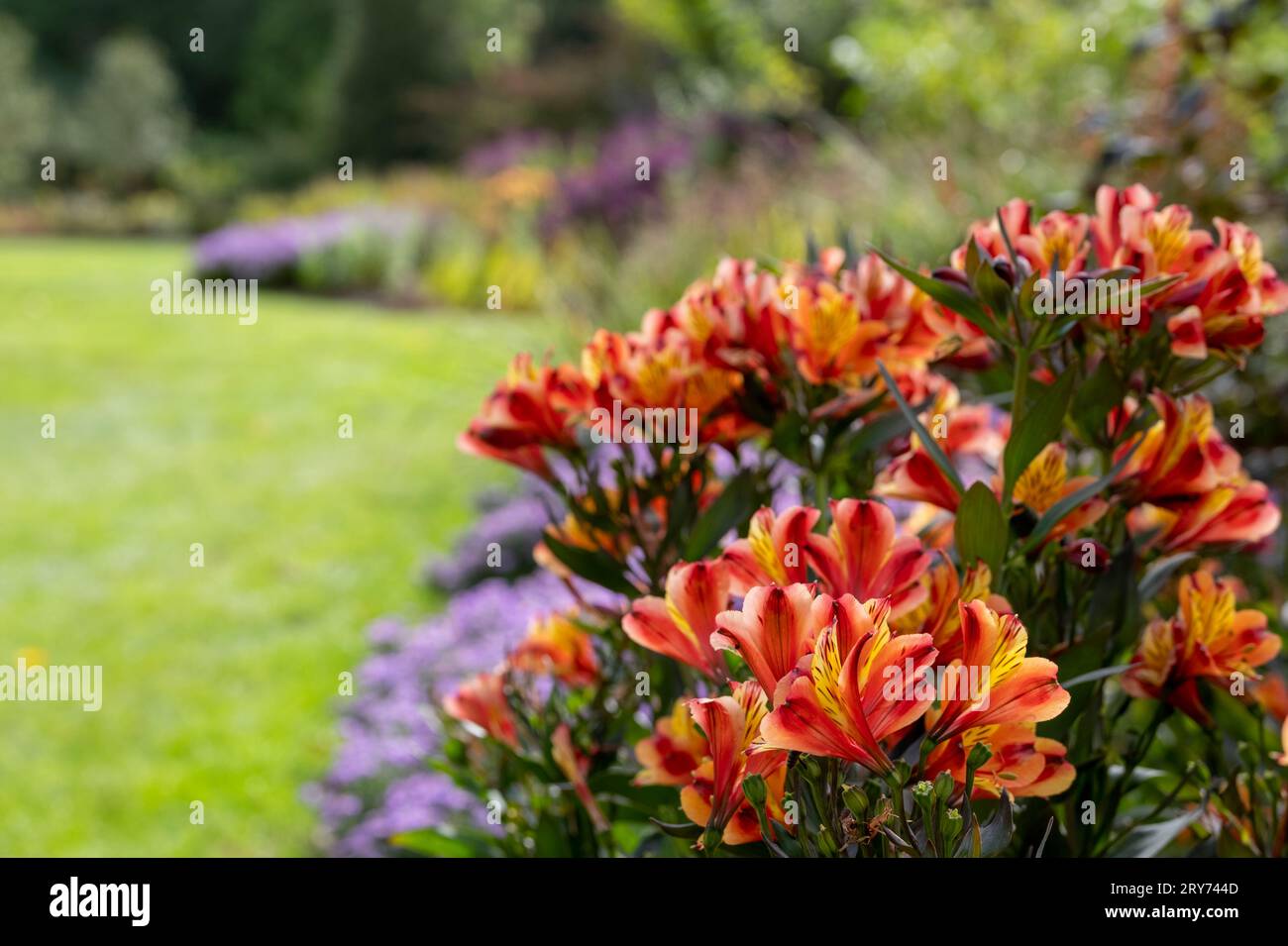 Alstroemeria Peruvian lily flower in the foreground. Purple asters ...
