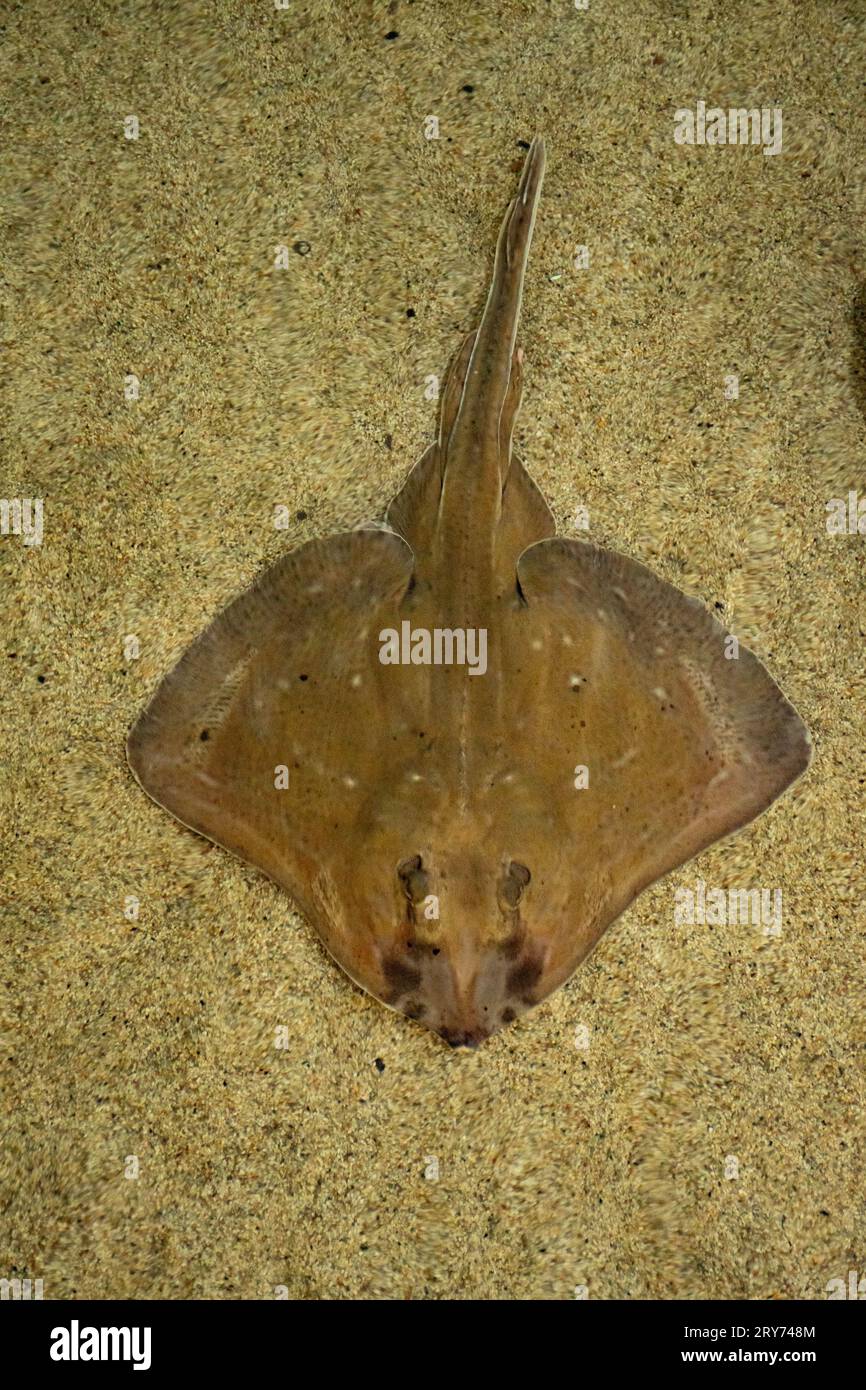 small eyed ray on a sandy bottom Stock Photo - Alamy