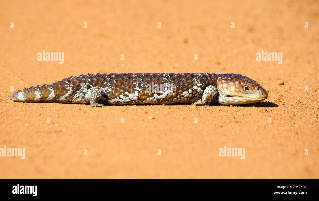 Bobtail Lizard, Tiliqua rugosa rugosa, also known as Western ...