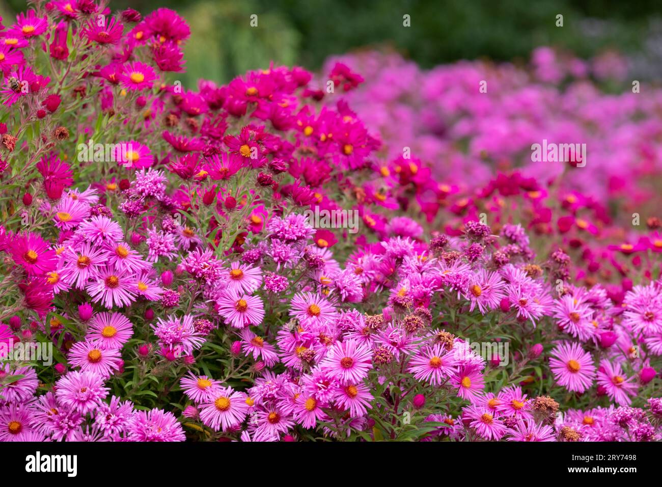 Layers of stunning perennial autumn flowering pink and purple aster ...
