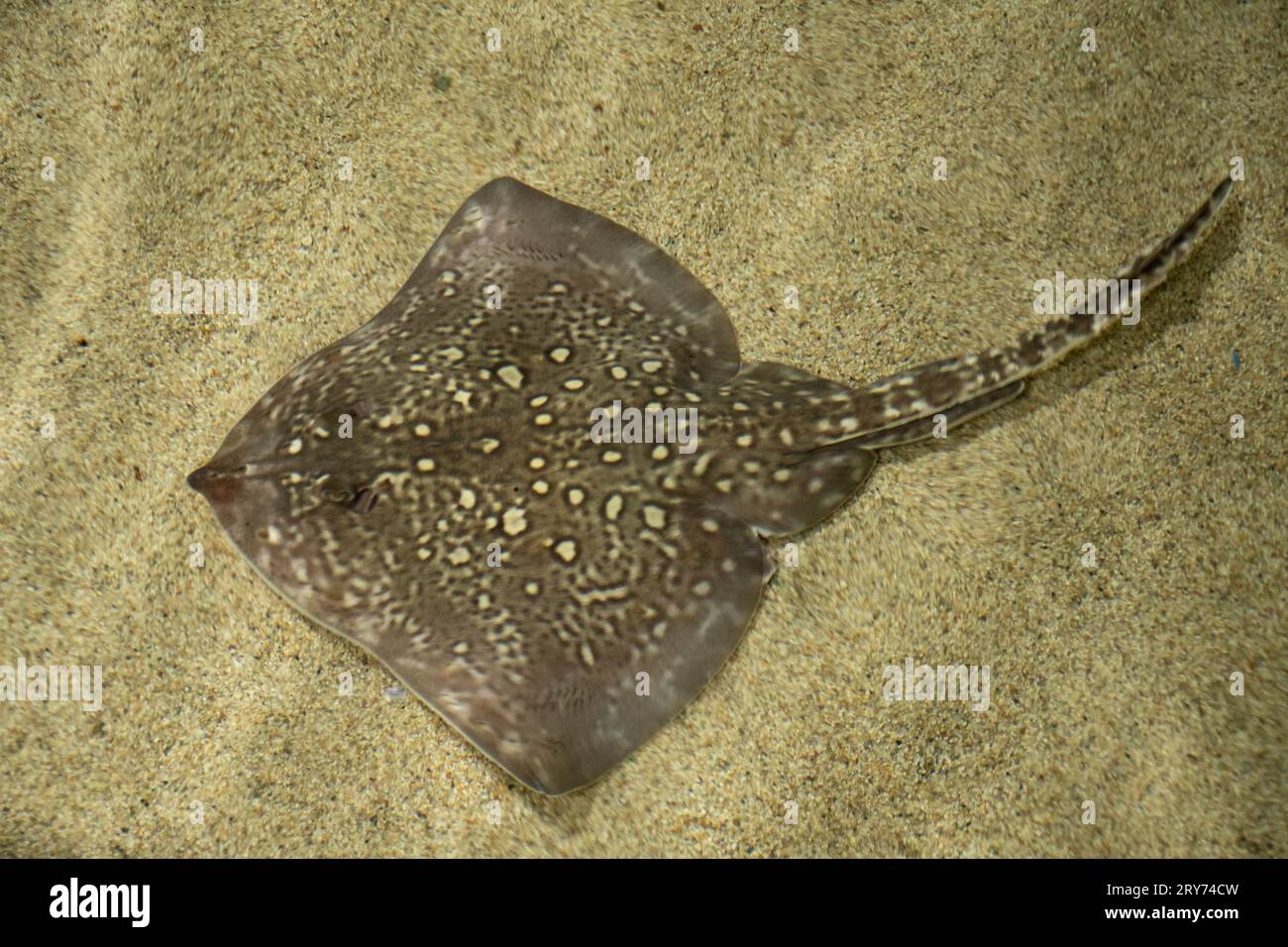 thornback ray on sandy sea bed Stock Photo - Alamy
