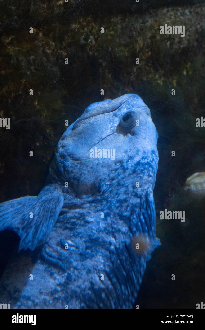 large adult wolffish on sea bed Stock Photo - Alamy