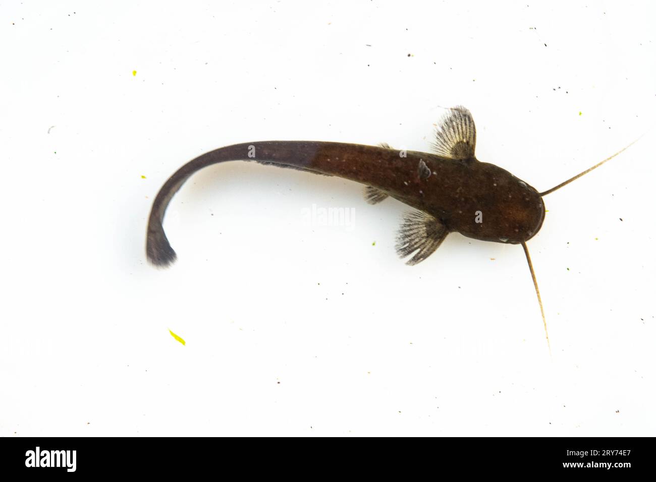wels catfish on white Stock Photo - Alamy