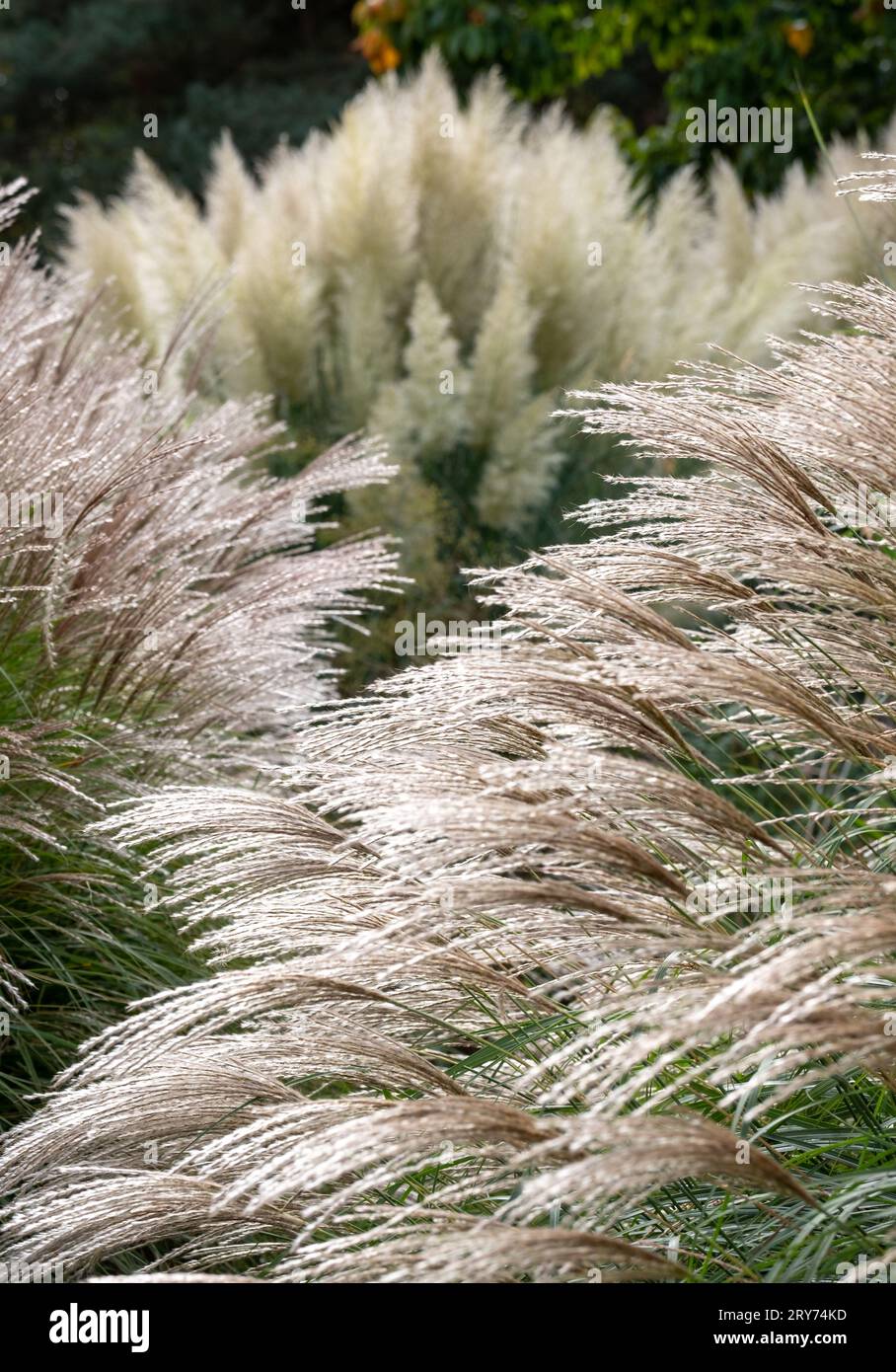 Deciduous ornamental grass, by the name Miscanthus sinensus Flamingo ...