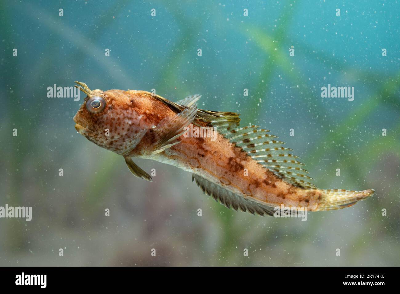 Butterfly blenny hi-res stock photography and images - Alamy