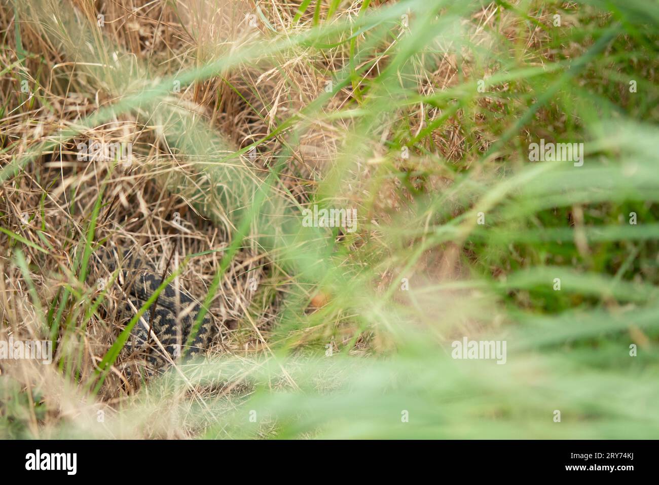 Adder heathland dorset hi-res stock photography and images - Alamy