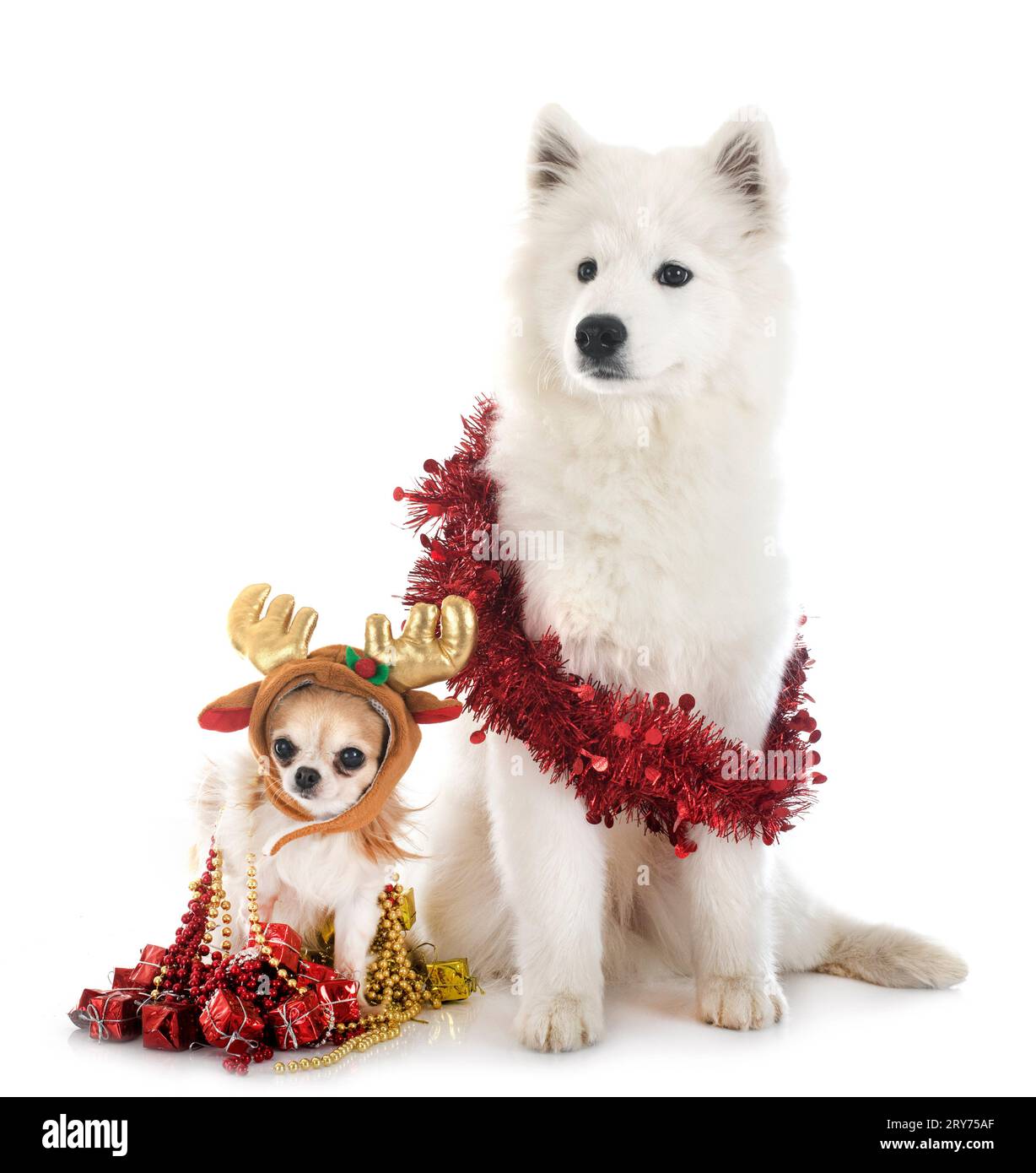 Chihuahua dog in fancy dress hi-res stock photography and images - Alamy