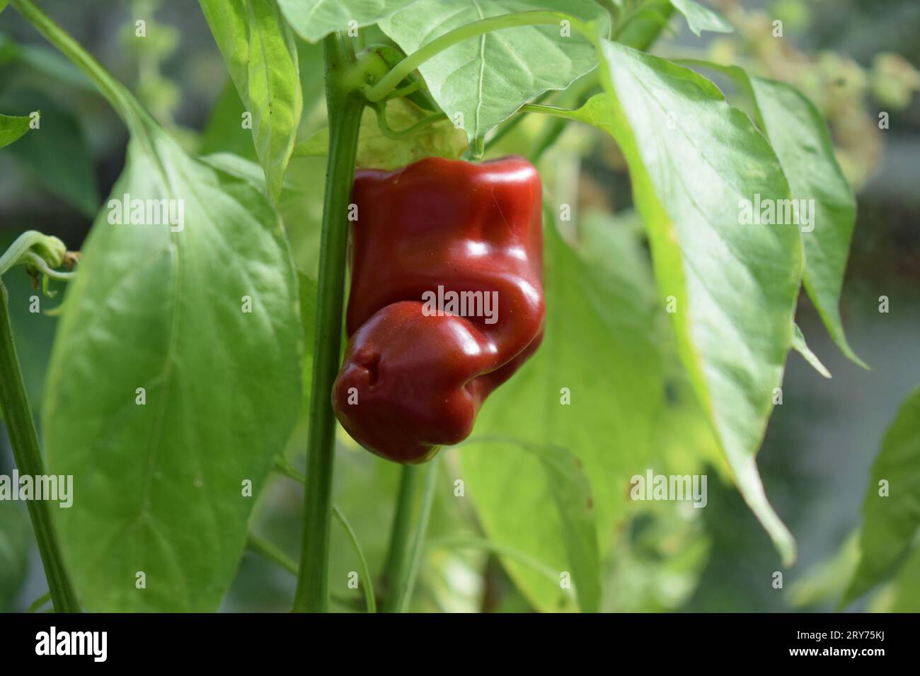 weird shaped red hot paprika Stock Photo - Alamy