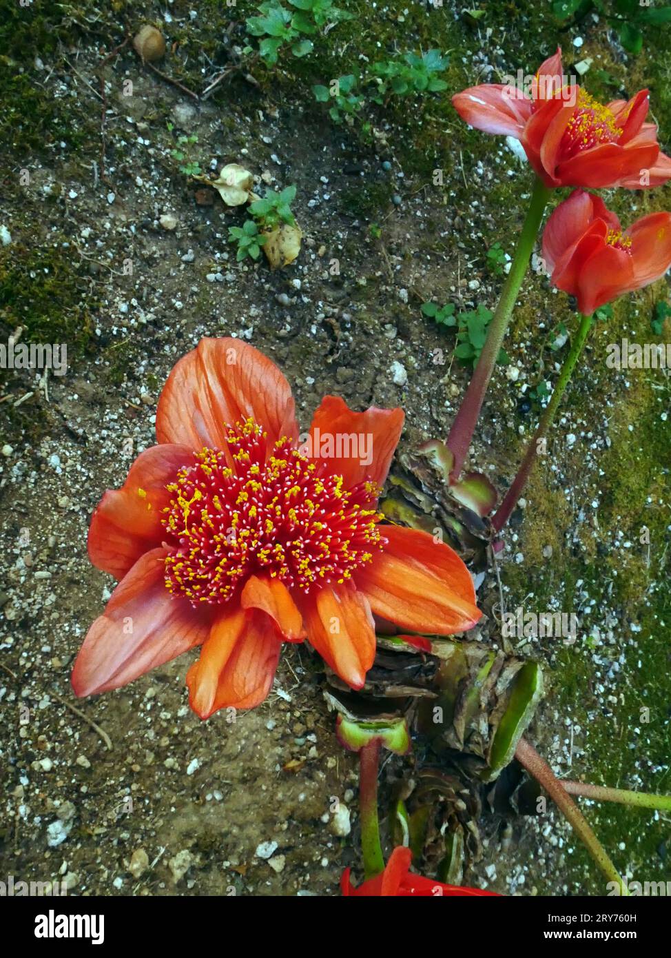 Blood Lily flower (haemanthus coccineus) close up in Sardinian garden ...