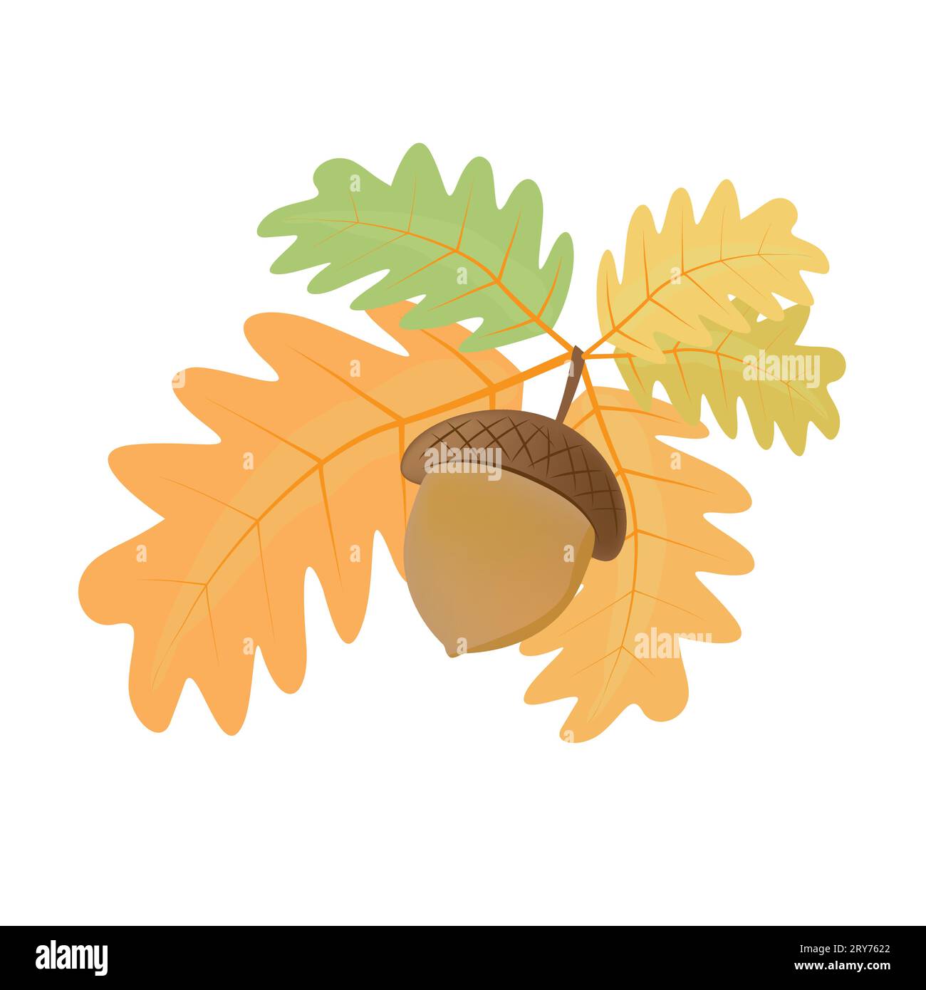 One acorn with oak leaves on a white background. Vector illustration ...