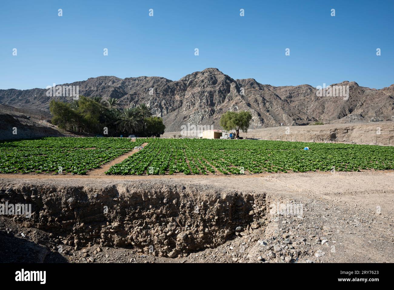 Scenic vegetable fields in UAE's Hajar Mountains, copy space in the ...