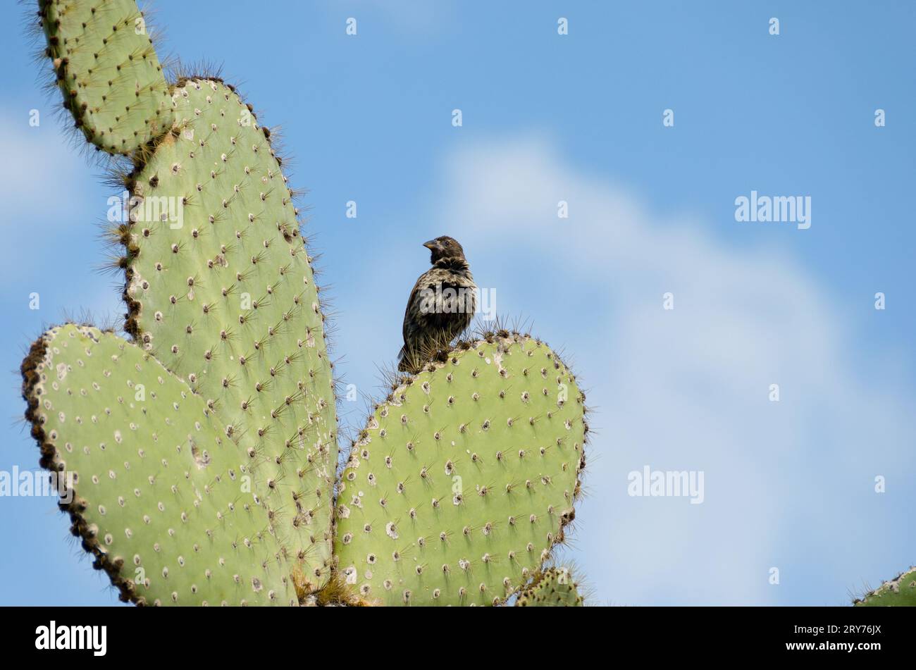 little bird over a cactus Stock Photo - Alamy