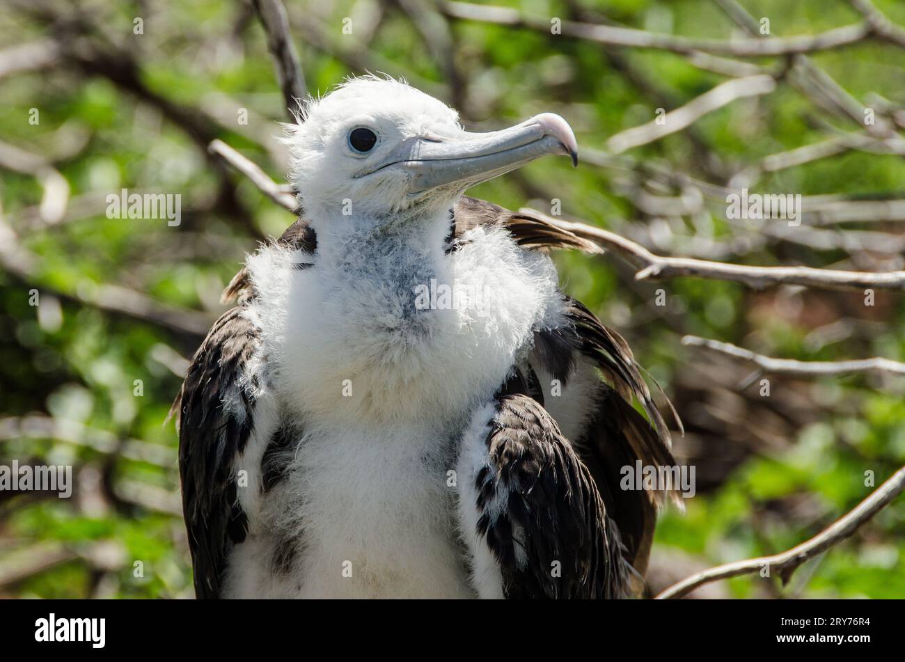 young bird of galapagos island Stock Photo - Alamy