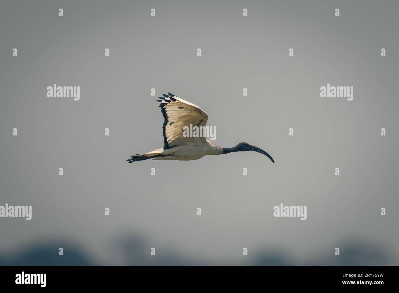 African sacred ibis passes trees raising wings Stock Photo - Alamy