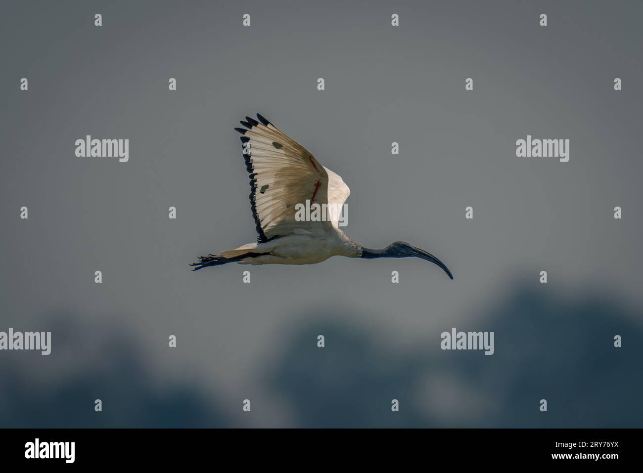 African sacred ibis passes trees lifting wings Stock Photo - Alamy