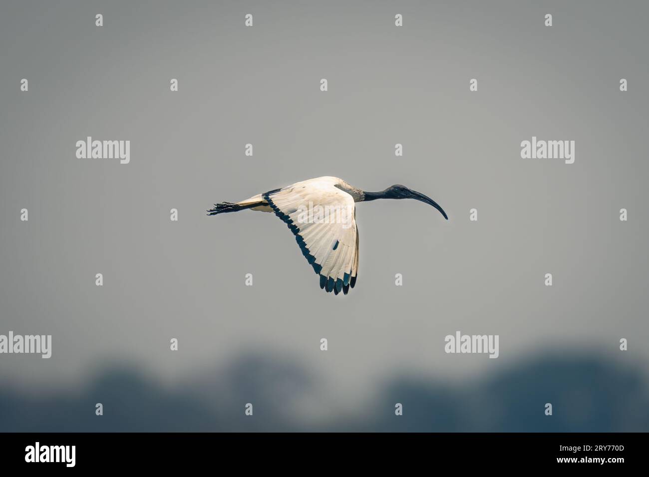 African sacred ibis passes trees lowering wings Stock Photo - Alamy