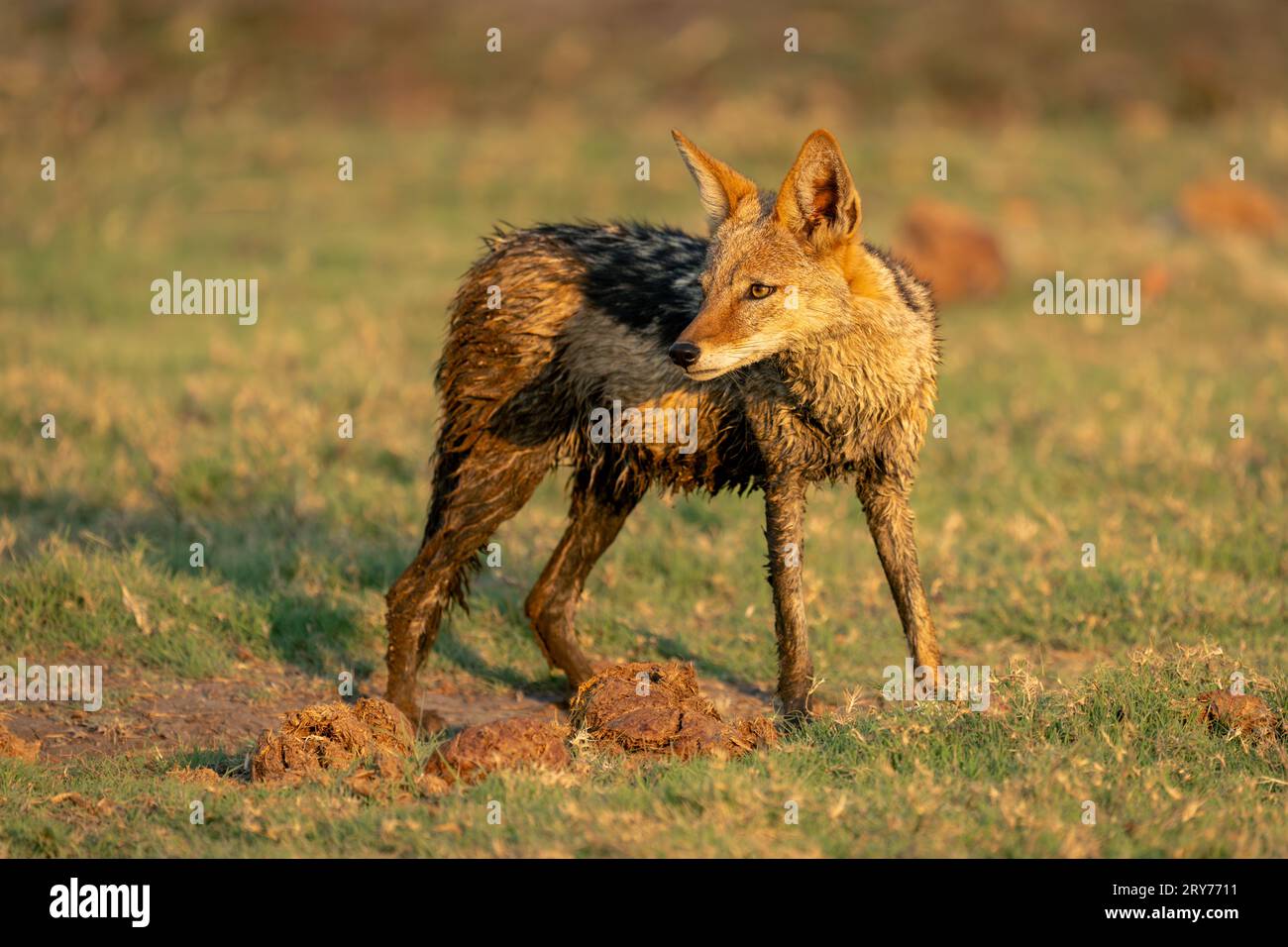 Black backed jackal canis mesomelas five hi-res stock photography and ...