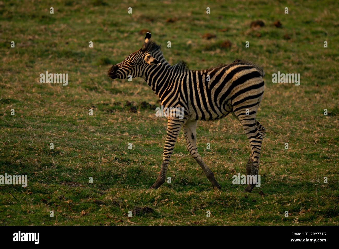 Plains zebra foal stands on short grass Stock Photo - Alamy