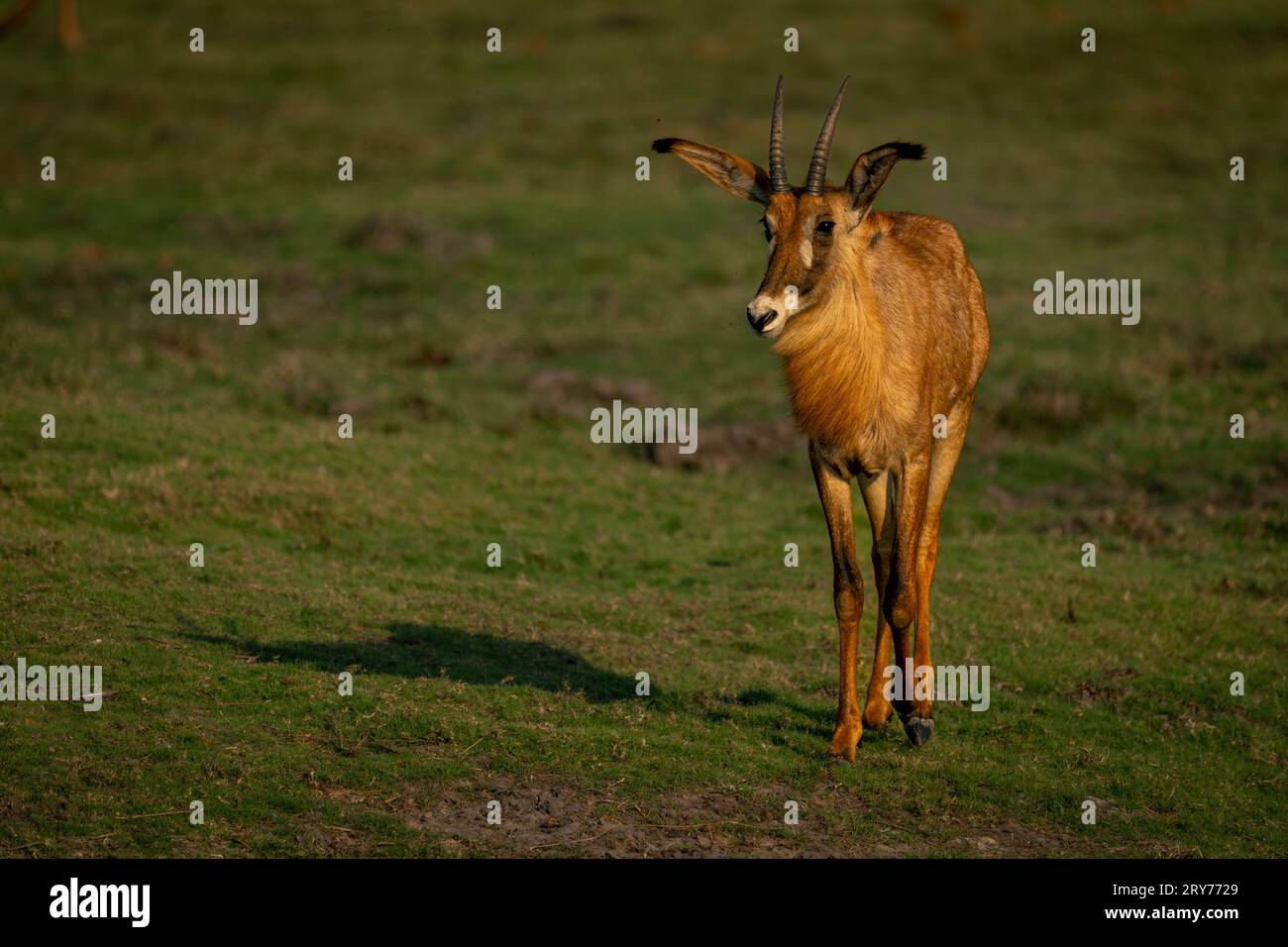 Roan antelope stands casting shadow on grass Stock Photo - Alamy