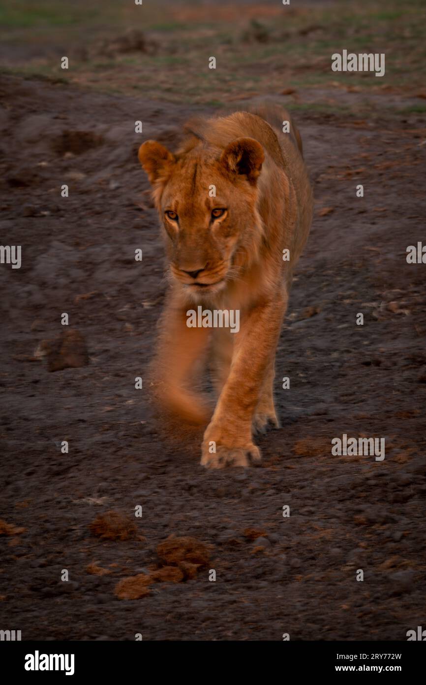 Slow pan of lioness walking towards camera Stock Photo - Alamy