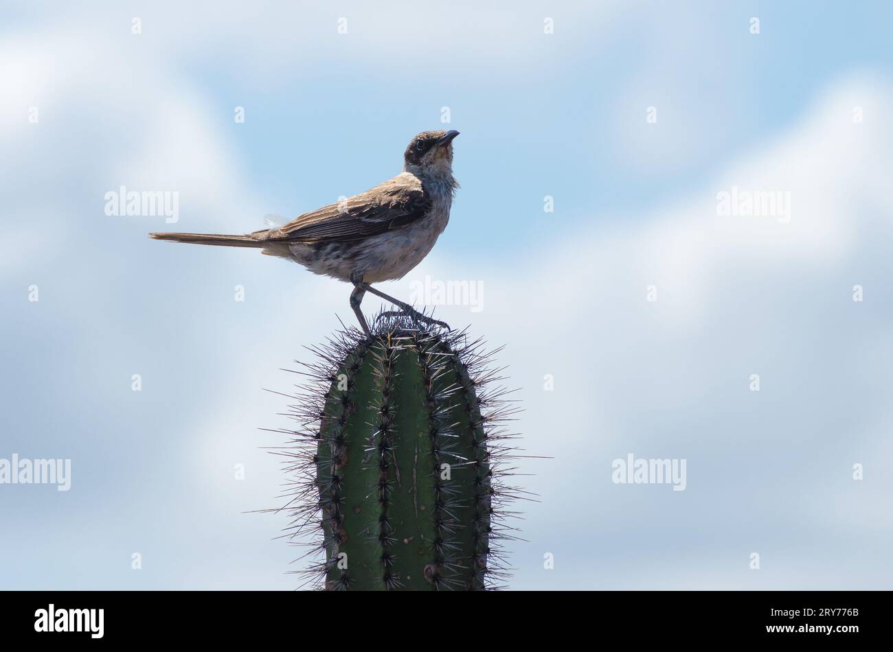 finch bird over a cactus Stock Photo - Alamy