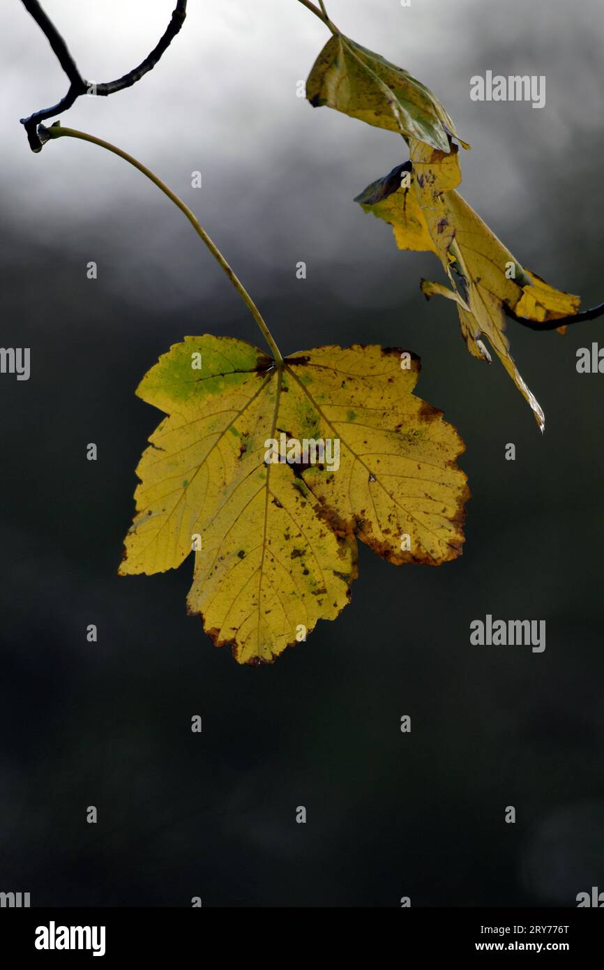 Leaves hanging on tree hi-res stock photography and images - Alamy