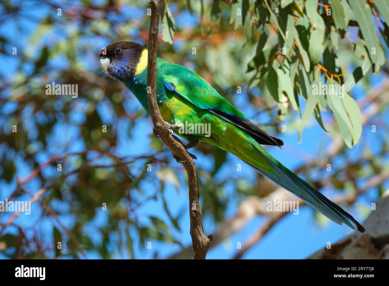 An Australian Ringneck Parrot, Barnardius zonarius subspecies zonarius ...
