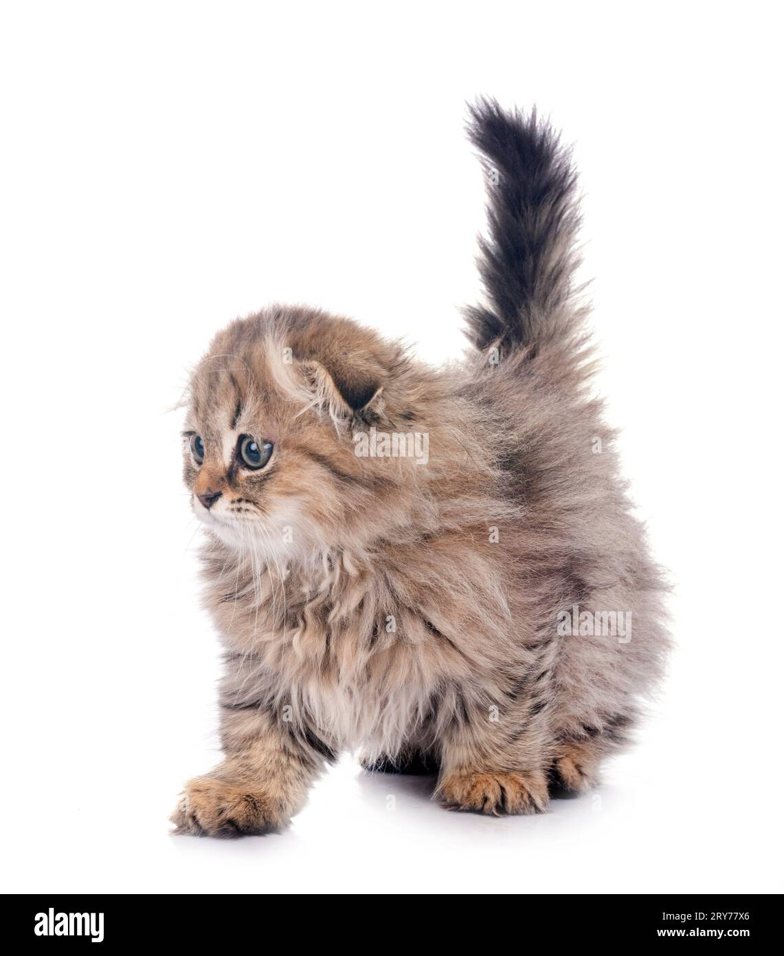 highland fold kitten in front of white background Stock Photo - Alamy