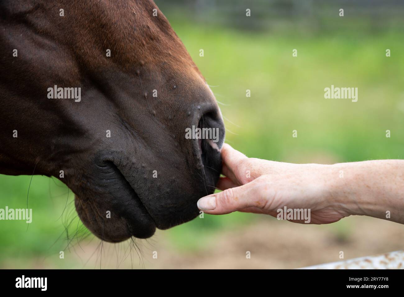 A hand petting the muzzle of a bay quarter horse mare Stock Photo - Alamy