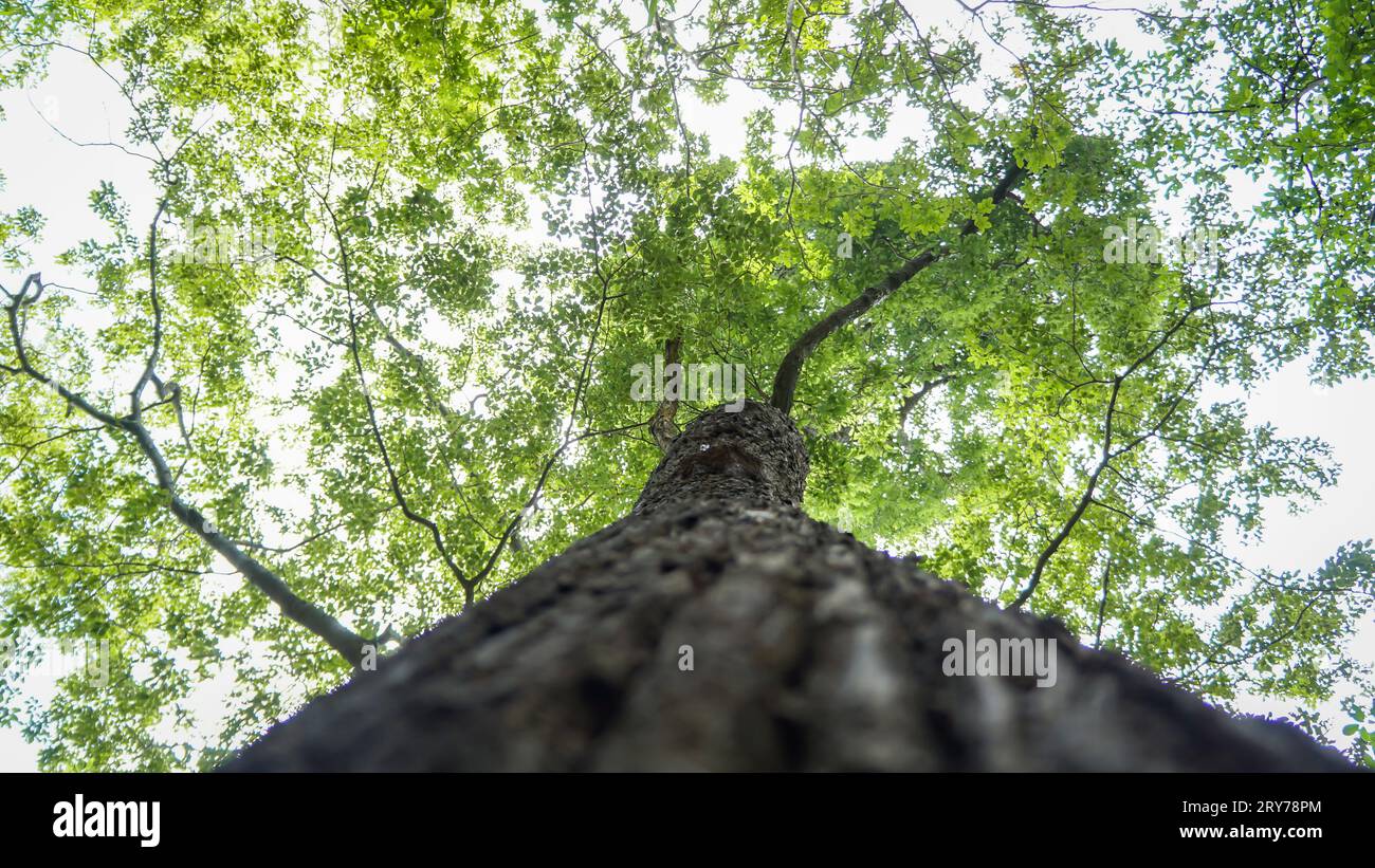 Leaf photo shoot hi-res stock photography and images - Alamy