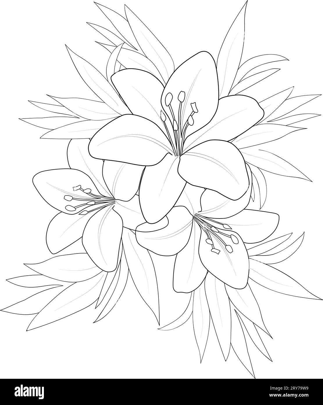 Lily flower drawings Cut Out Stock Images & Pictures - Alamy