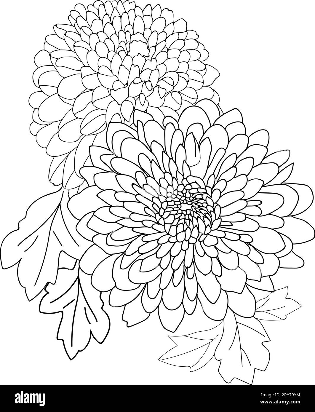 Chrysanthemum Tattoo November at Teresa Hooker blog