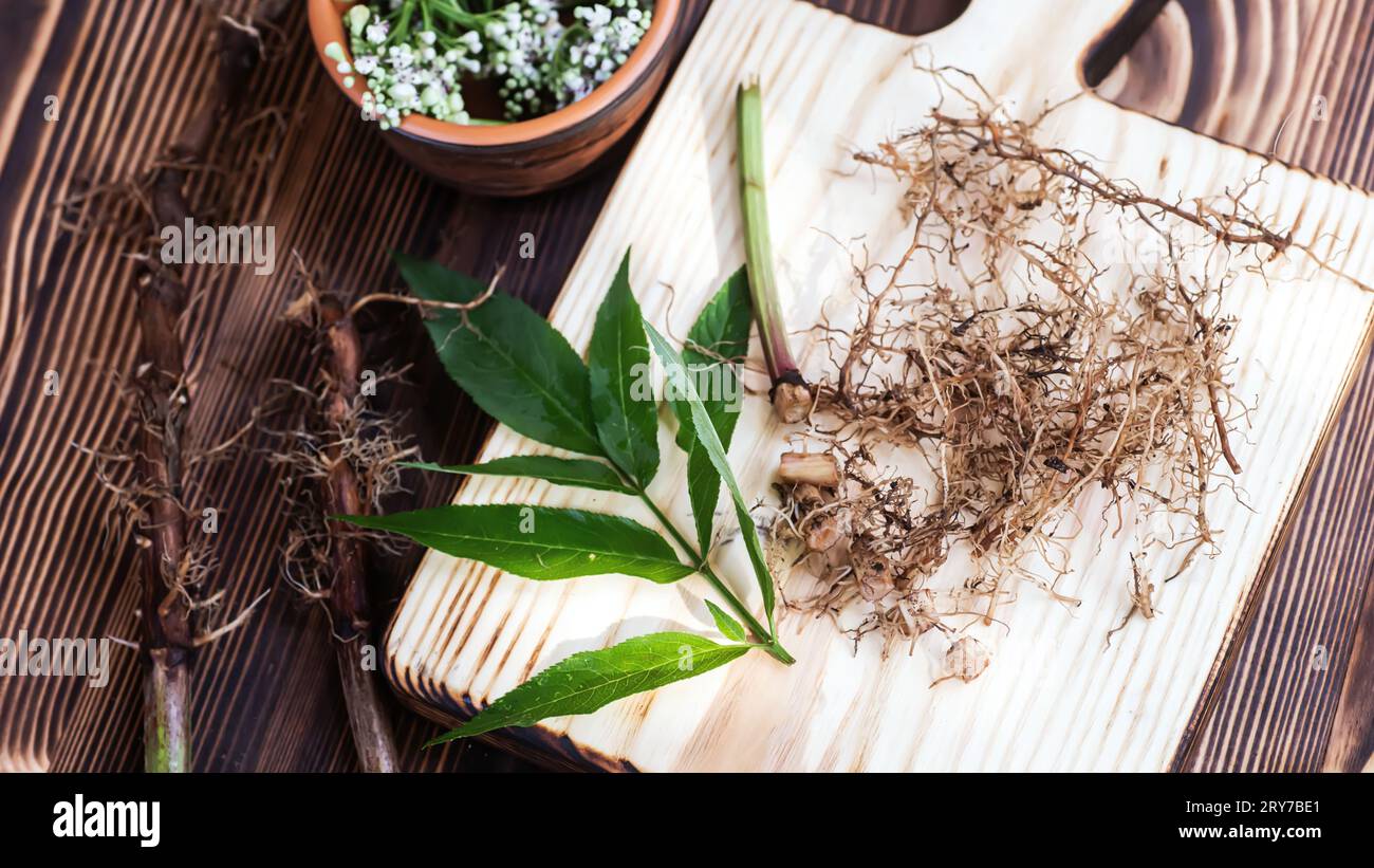 Valeriana roots, leaves and flowers close-up. Collection and harvesting ...