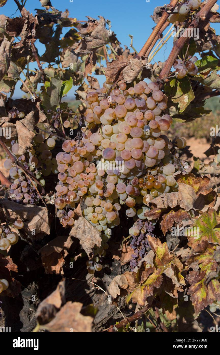 Overripe grapes in the vineyard Stock Photo - Alamy