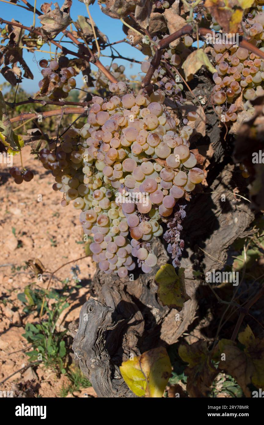 Uvas podridas hi-res stock photography and images - Alamy