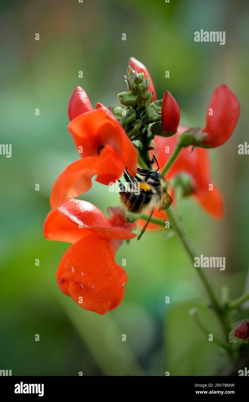 runner bean flower pollination by bumblebee (bombus) ellingham norfolk ...
