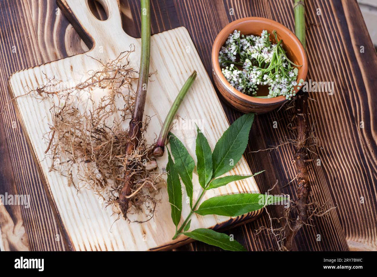 Valeriana roots, leaves and flowers close-up. Collection and harvesting ...
