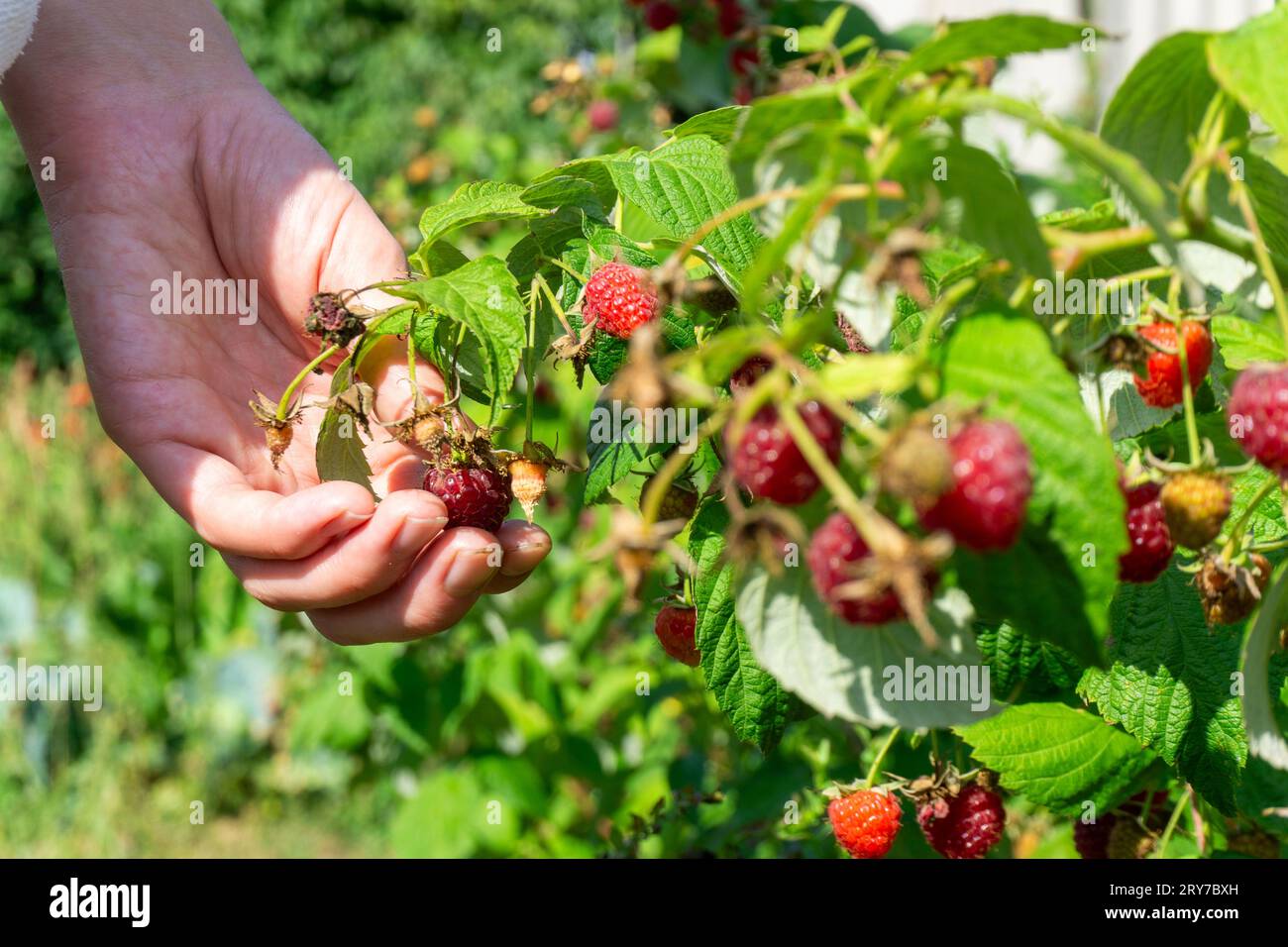 Red sweet berries growing on raspberry bush in fruit garden ...