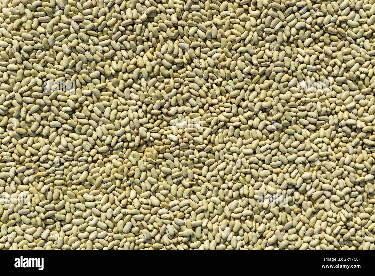 White beans texture, background. Legume Stock Photo - Alamy