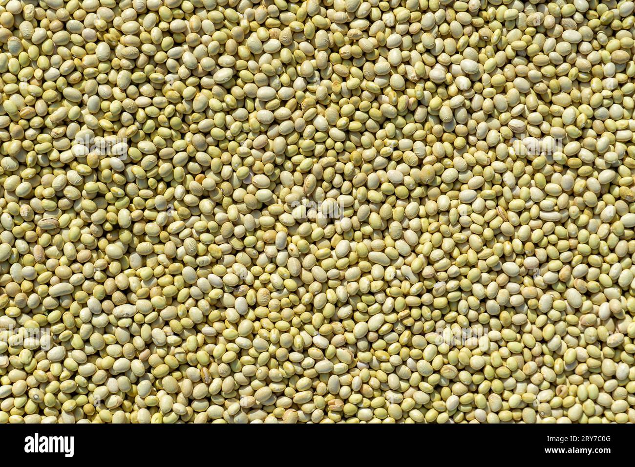 White beans texture, background. Legume Stock Photo - Alamy